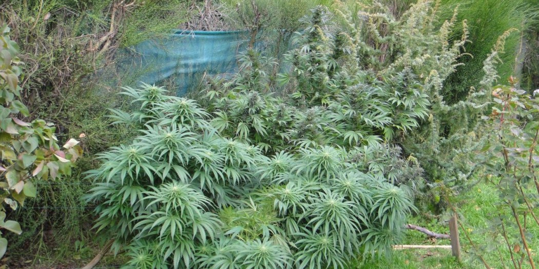 Pot Bust Puts Kids at Risk - California Marijuana Market